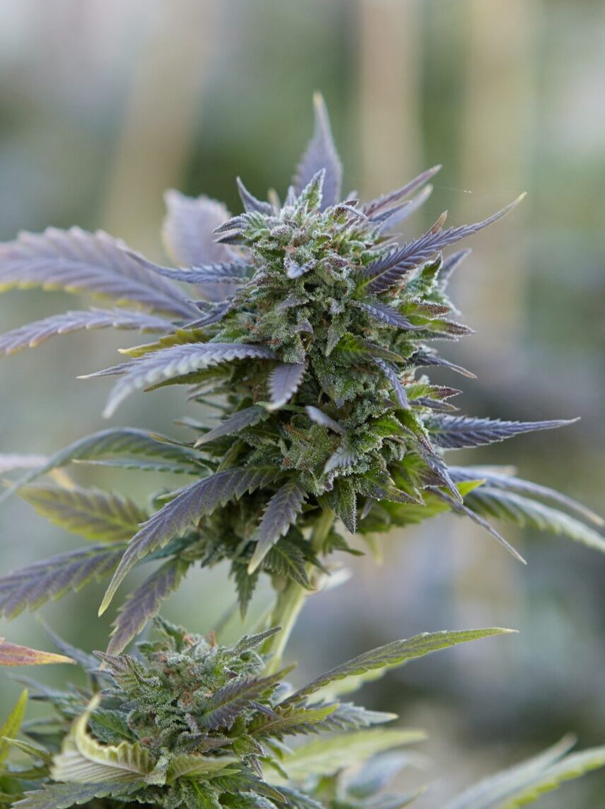 Amnesia Haze - Sativa-Star mit Zitrusaroma